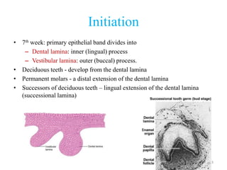 Development of Teeth | PPTX