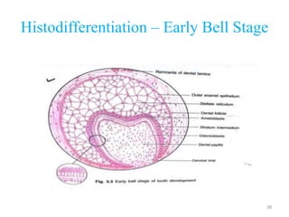 Development of Teeth | PPTX