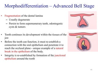 Development of Teeth | PPTX