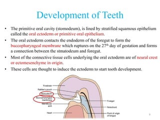 Development of Teeth | PPTX