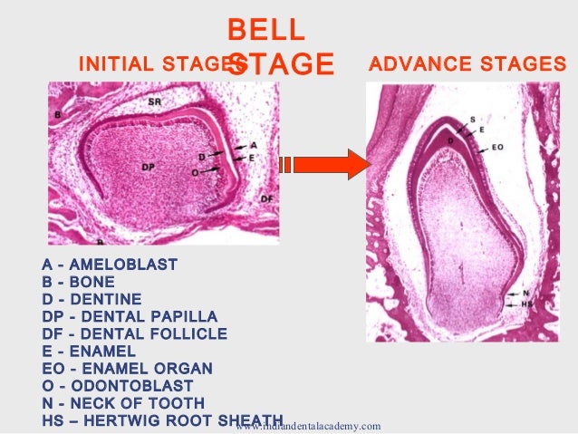 Tooth development and eruption /certified fixed orthodontic course…