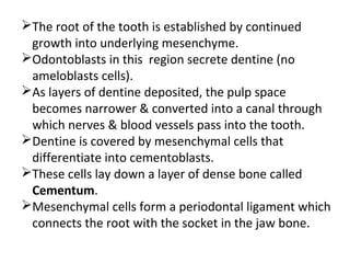 Tooth development for the embryology.. | PPT