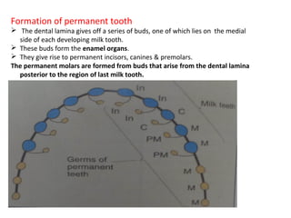 Tooth development for the embryology.. | PPT