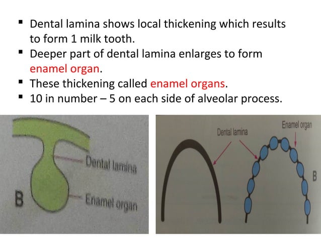 Tooth development for the embryology.. | PPT
