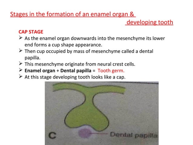 Tooth development for the embryology.. | PPT