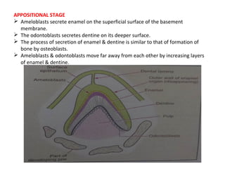 Tooth development for the embryology.. | PPT