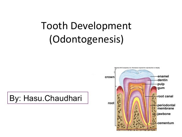 Tooth development for the embryology..