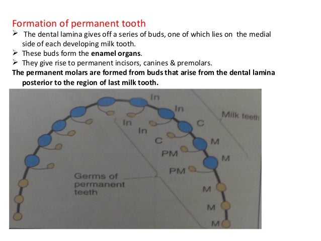 Tooth development for the embryology..