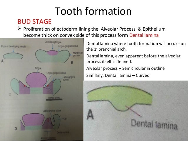 Tooth development for the embryology..