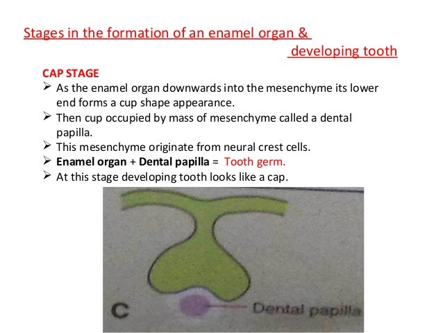 Tooth development for the embryology..