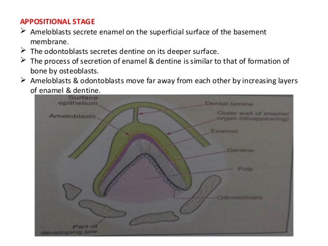 Tooth development for the embryology..