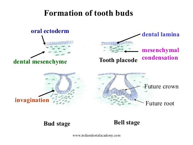 Tooth development /certified fixed orthodontic courses by Indian