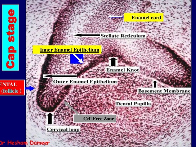 Tooth development .. hesham dameer