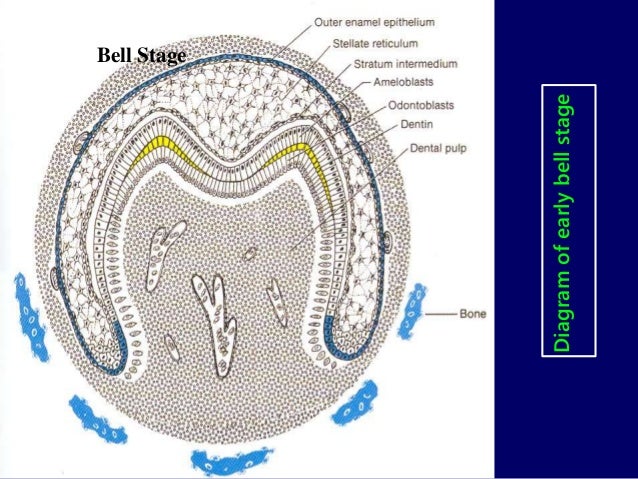 Tooth development .. hesham dameer