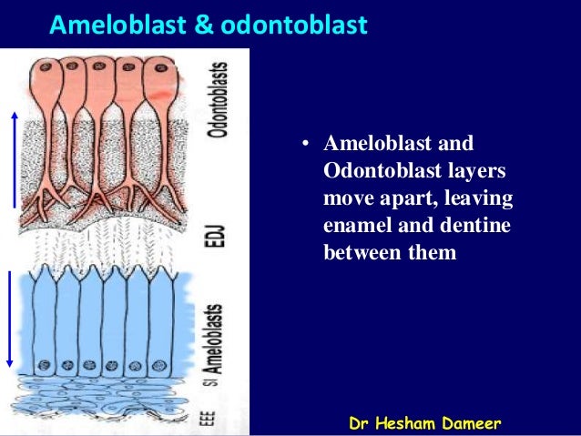 Tooth development .. hesham dameer