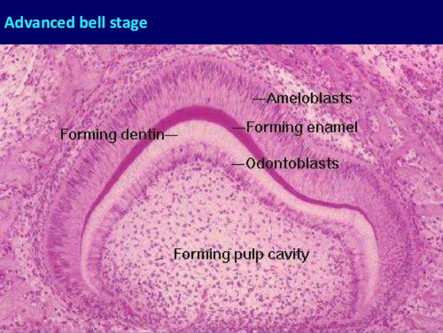 Tooth development .. hesham dameer