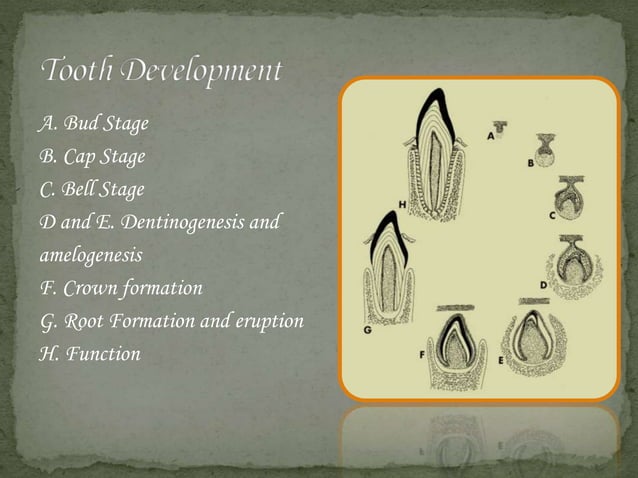 Tooth development | PPT
