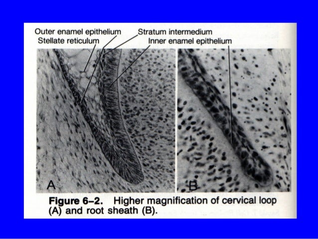 Tooth development