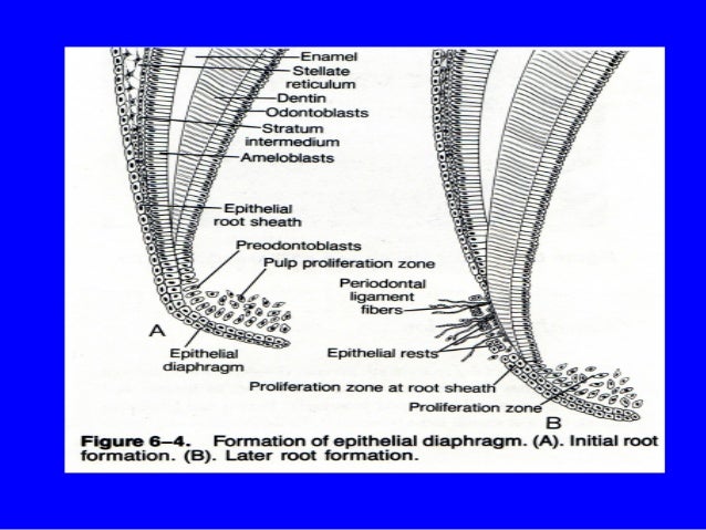 Tooth development