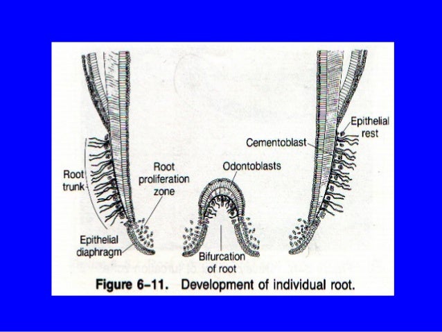Tooth development