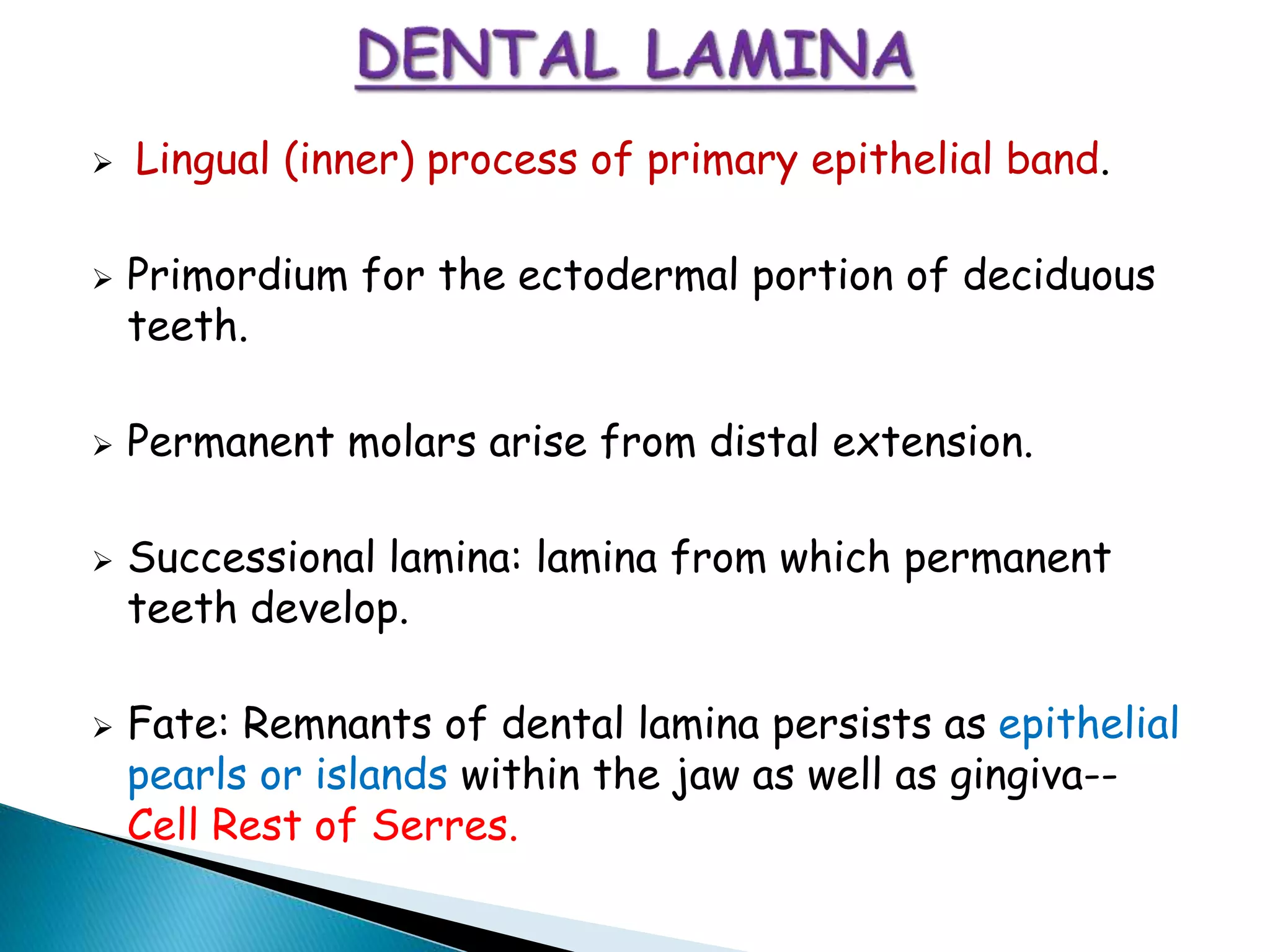 Tooth development | PPTX