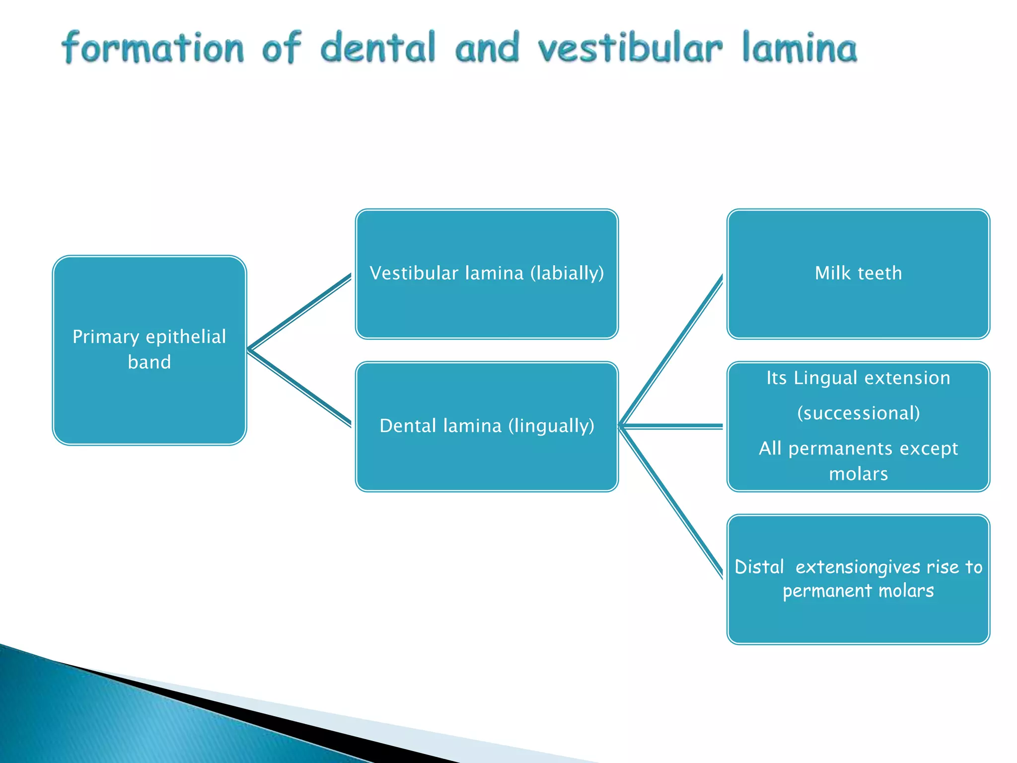 Tooth development | PPTX