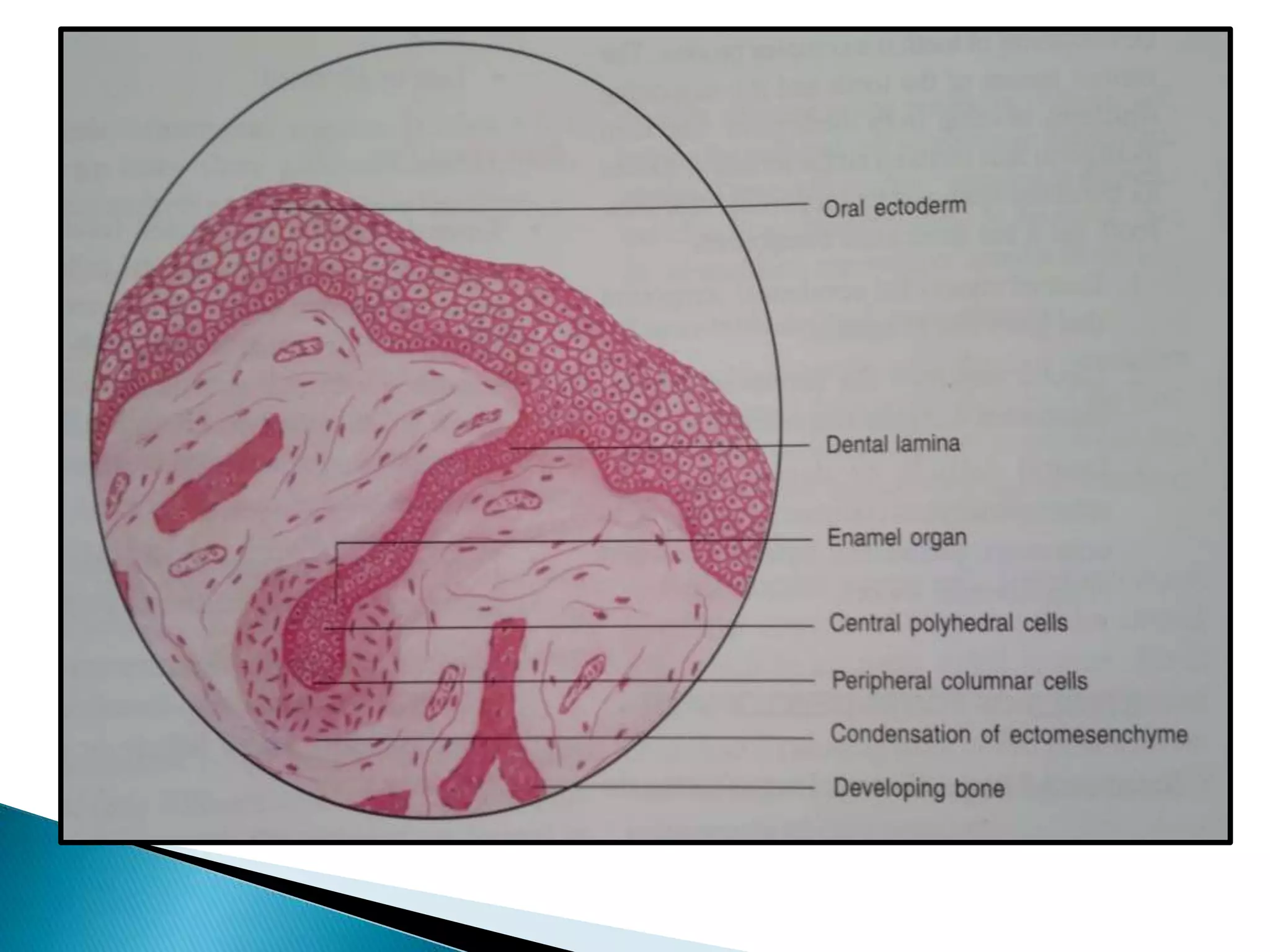 Tooth development | PPTX