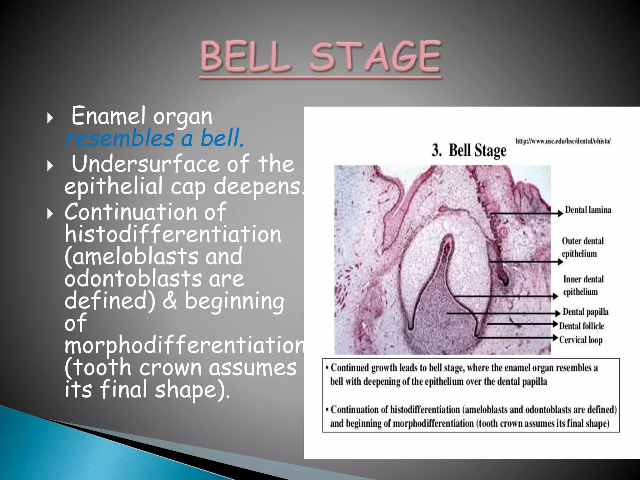 Tooth development | PPTX