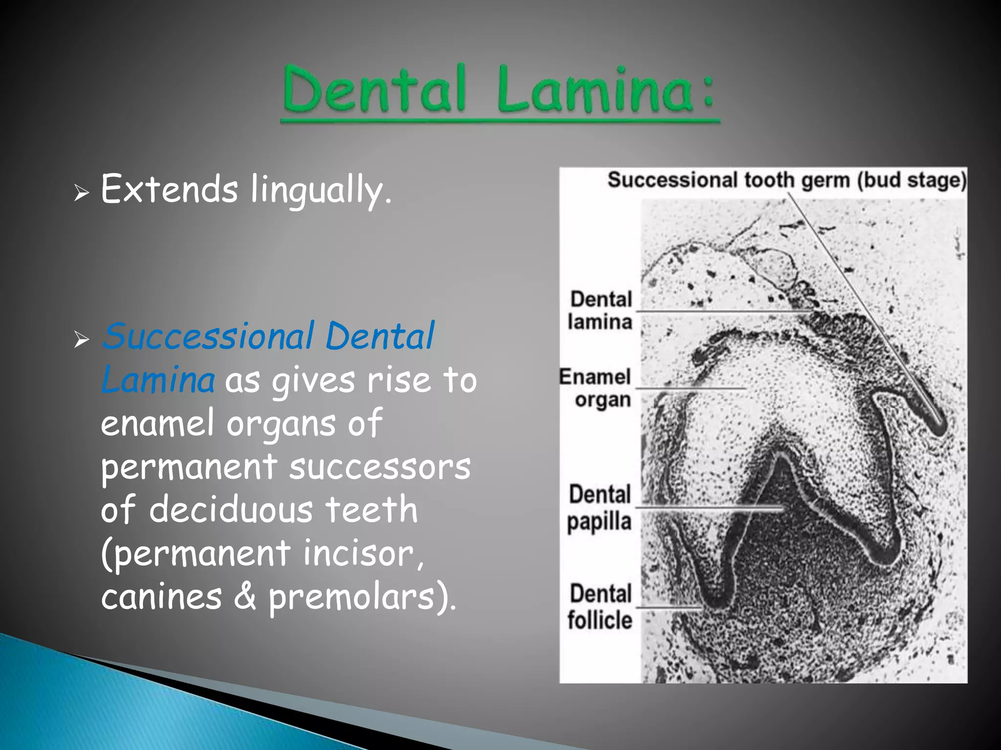 Tooth development | PPTX