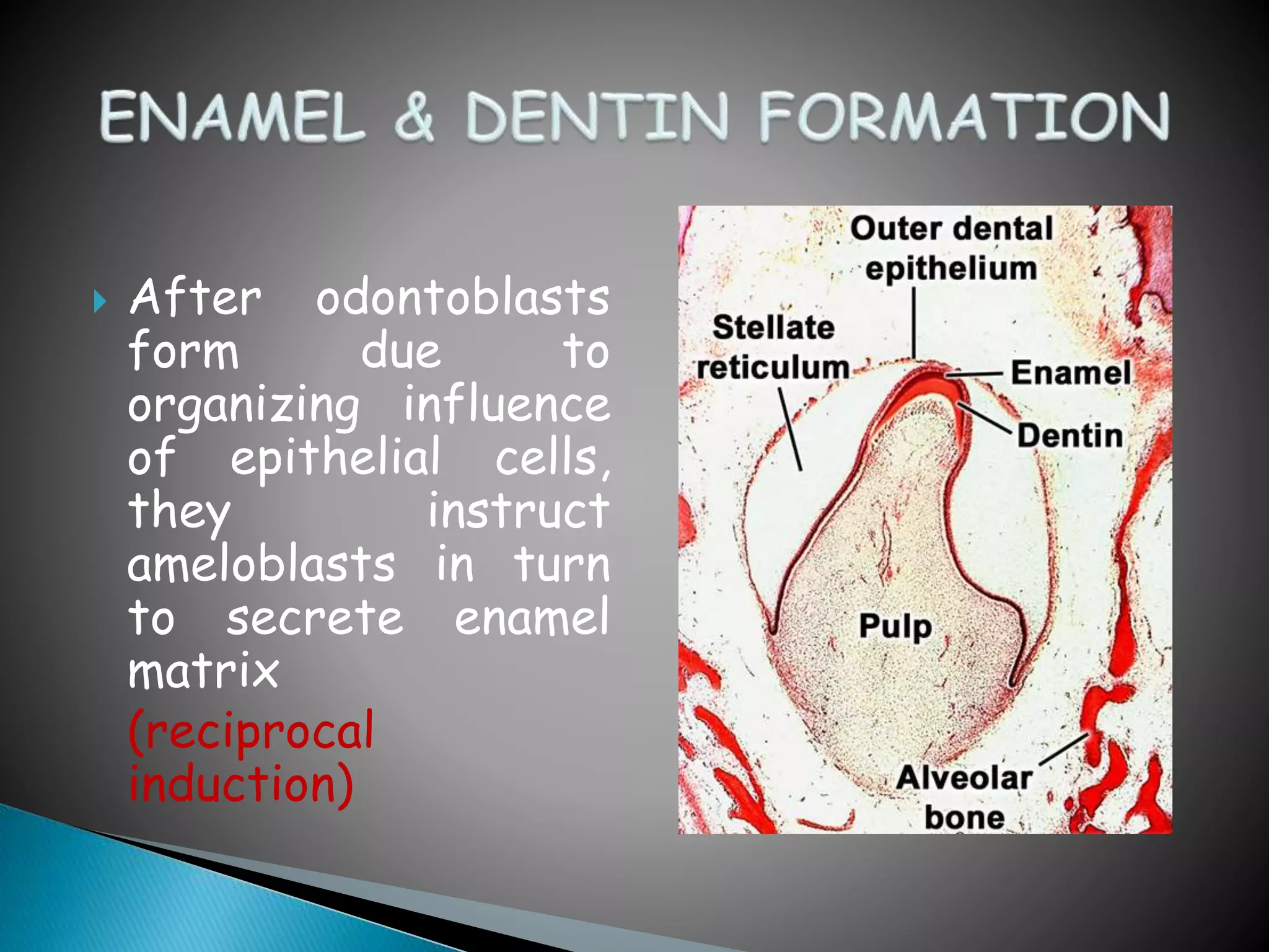 Tooth development | PPTX