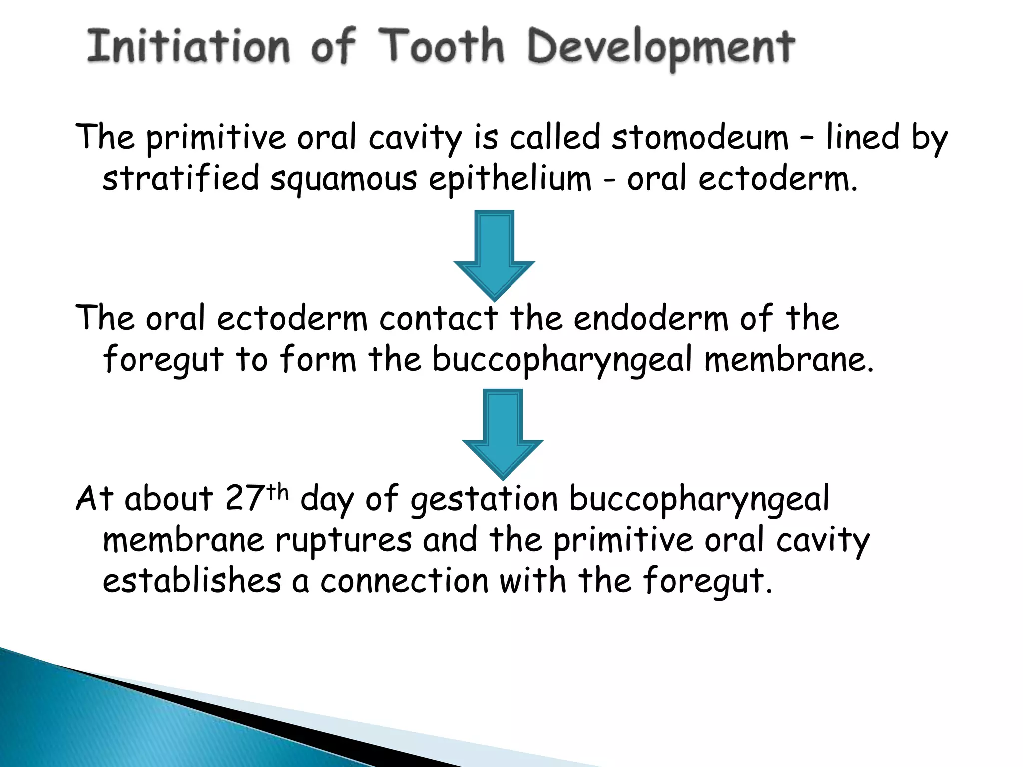 Tooth development | PPTX