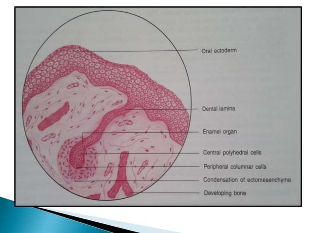 Tooth development | PPTX | Dental Health | Diseases and Conditions