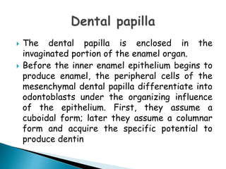 Tooth development | PPTX