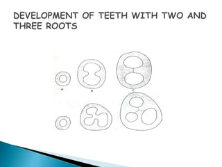 Tooth development | PPTX