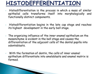Tooth development | PPTX | Dental Health | Diseases and Conditions