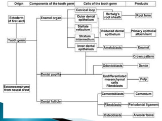 Tooth development | PPTX