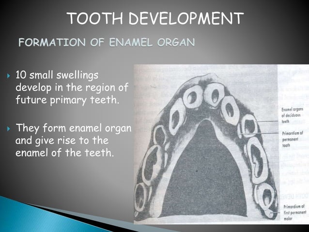 Tooth development | PPT