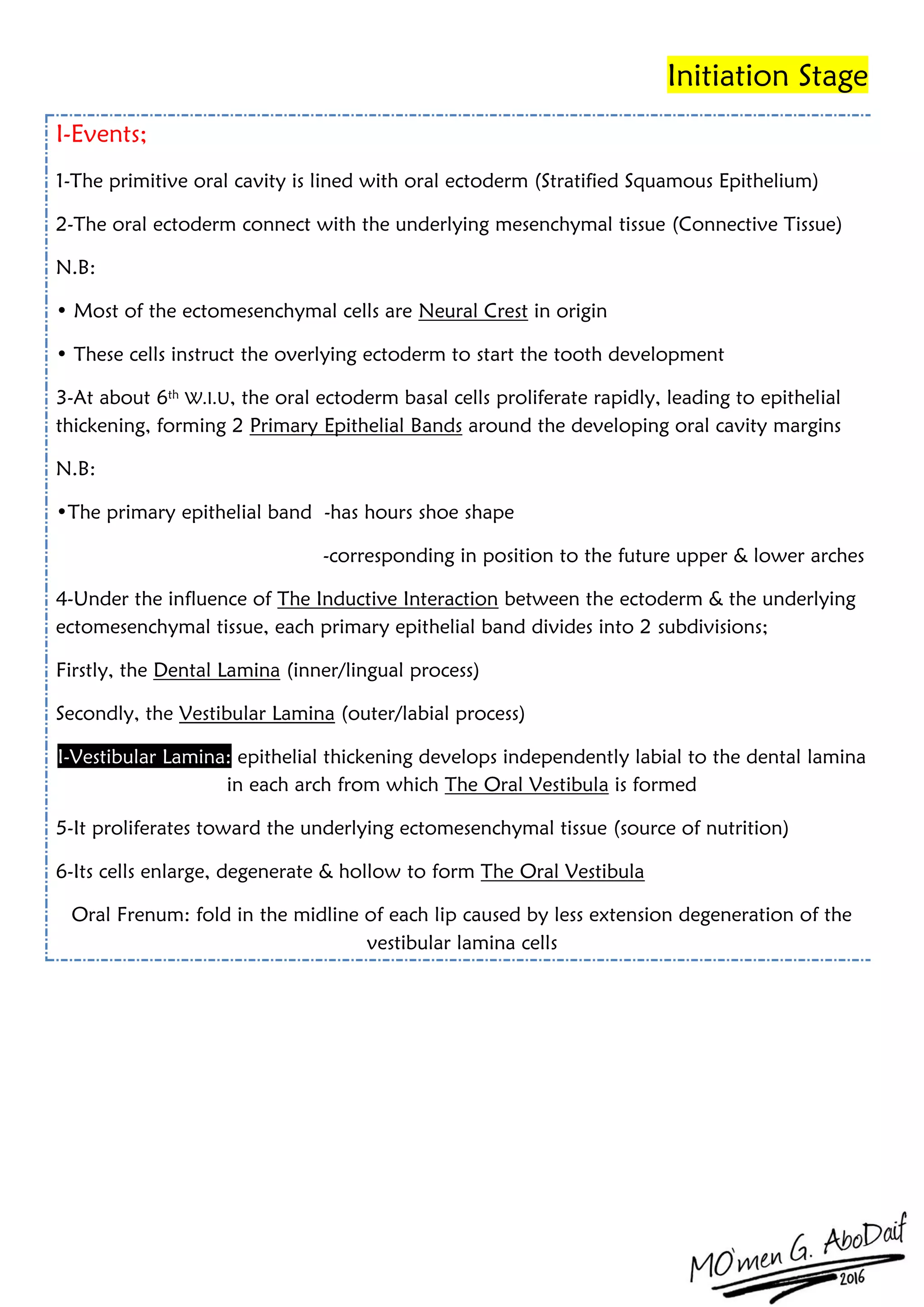 Tooth development | PDF