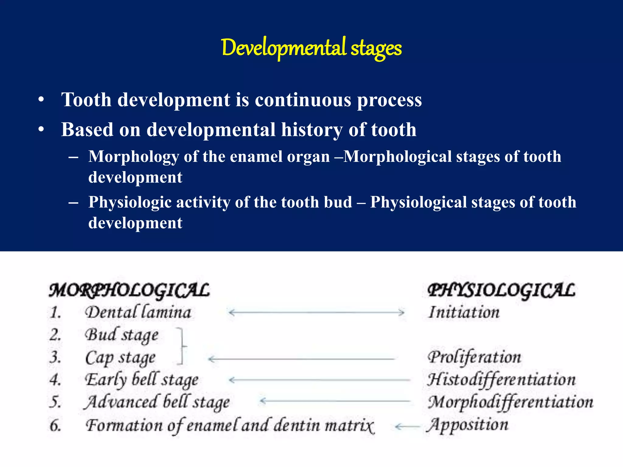 development and growth of teeth | PPTX