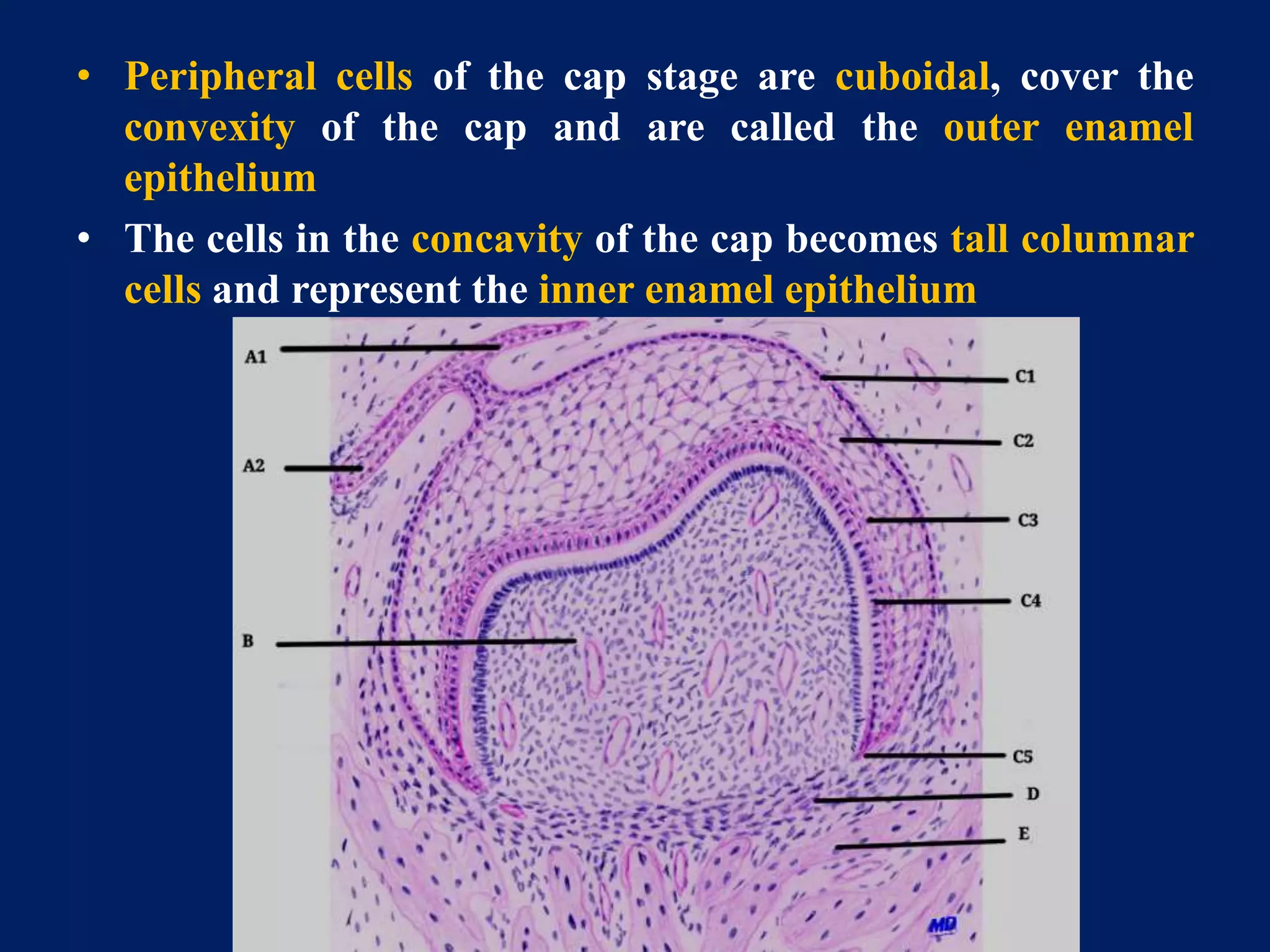 development and growth of teeth | PPTX