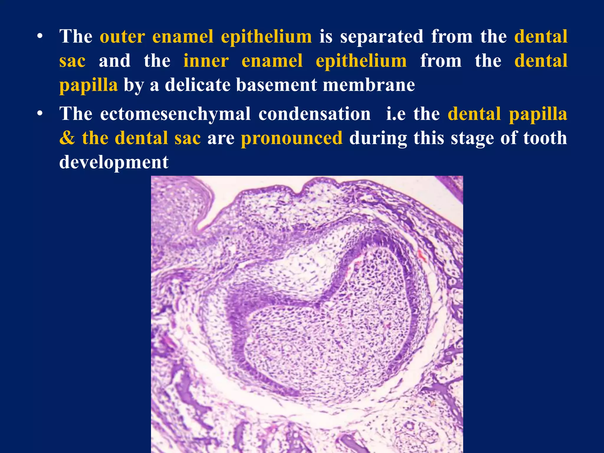 development and growth of teeth | PPTX