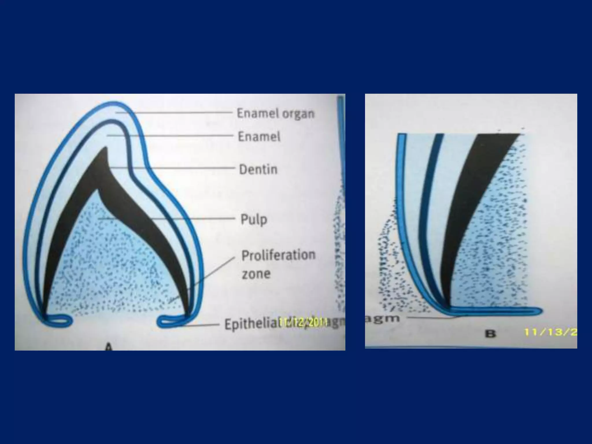 development and growth of teeth | PPTX