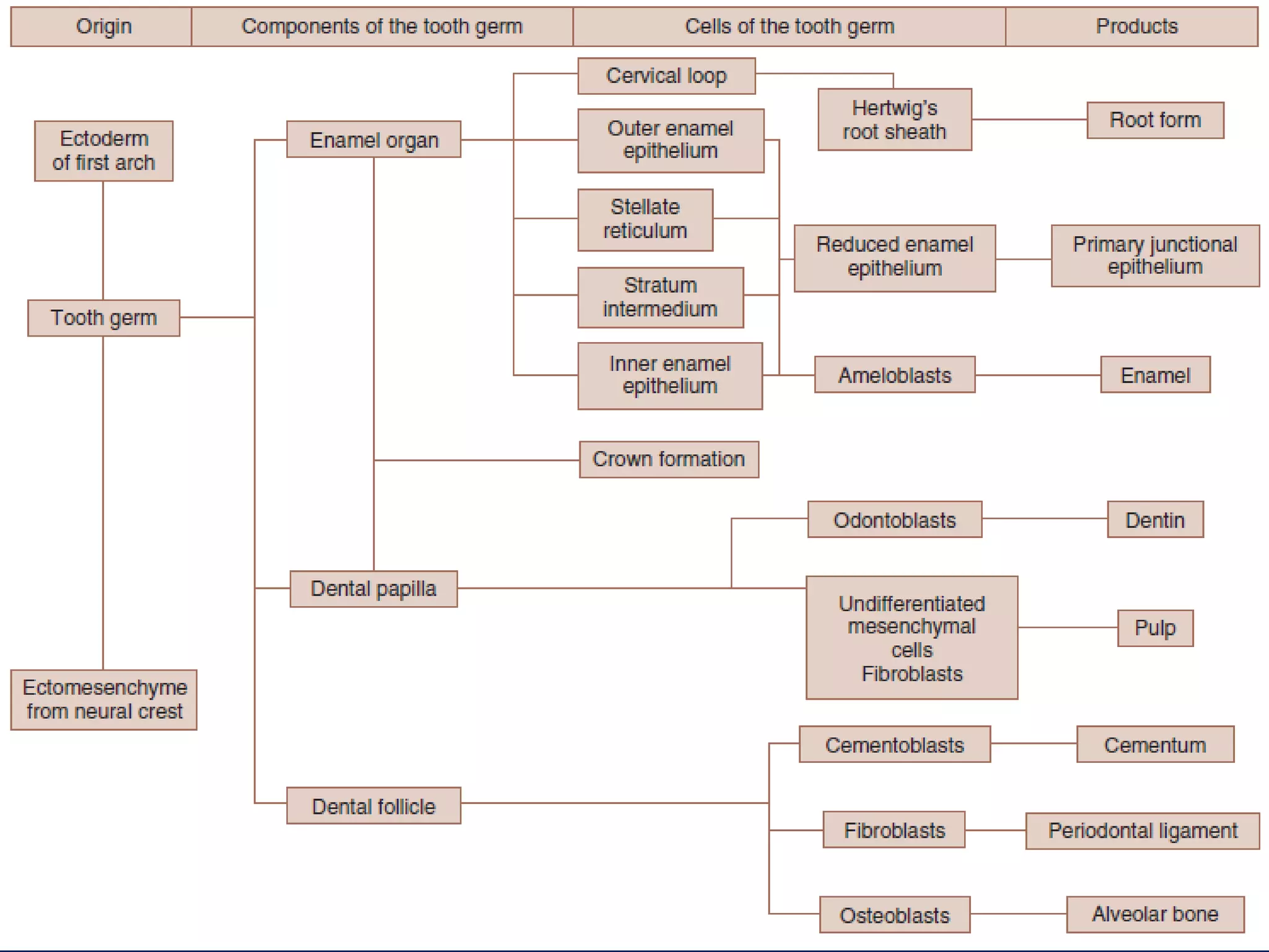 development and growth of teeth | PPTX