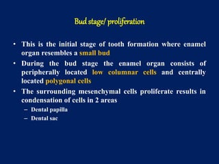 development and growth of teeth | PPTX