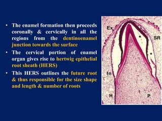 development and growth of teeth | PPTX