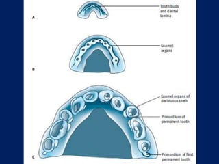 development and growth of teeth | PPTX