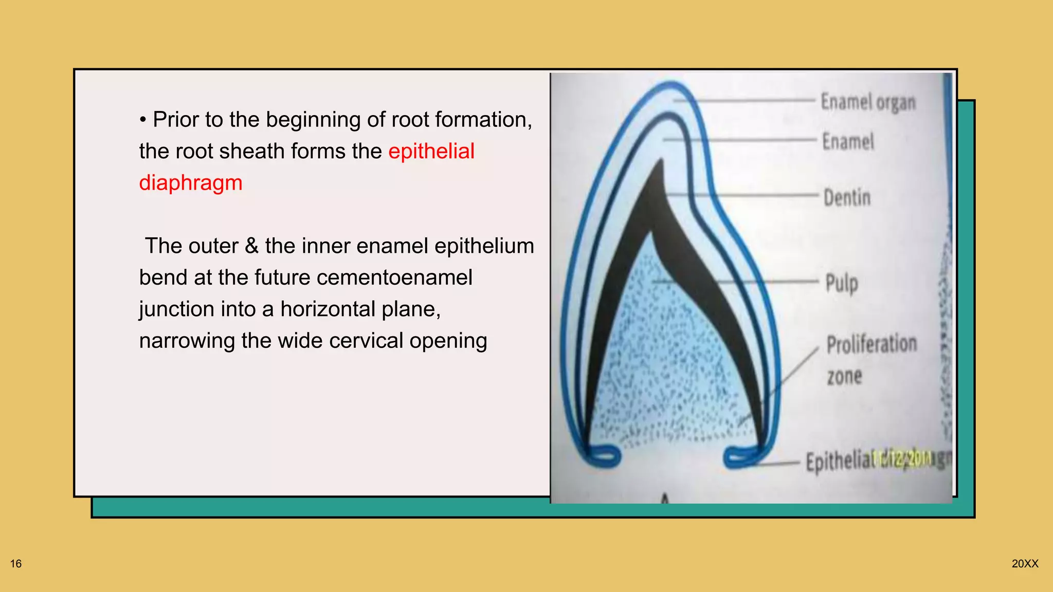 tooth development.pptx