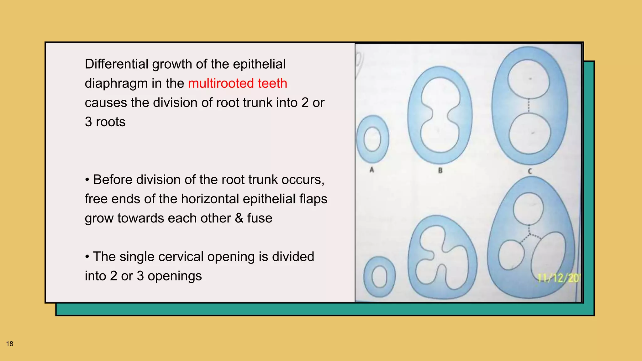 tooth development.pptx