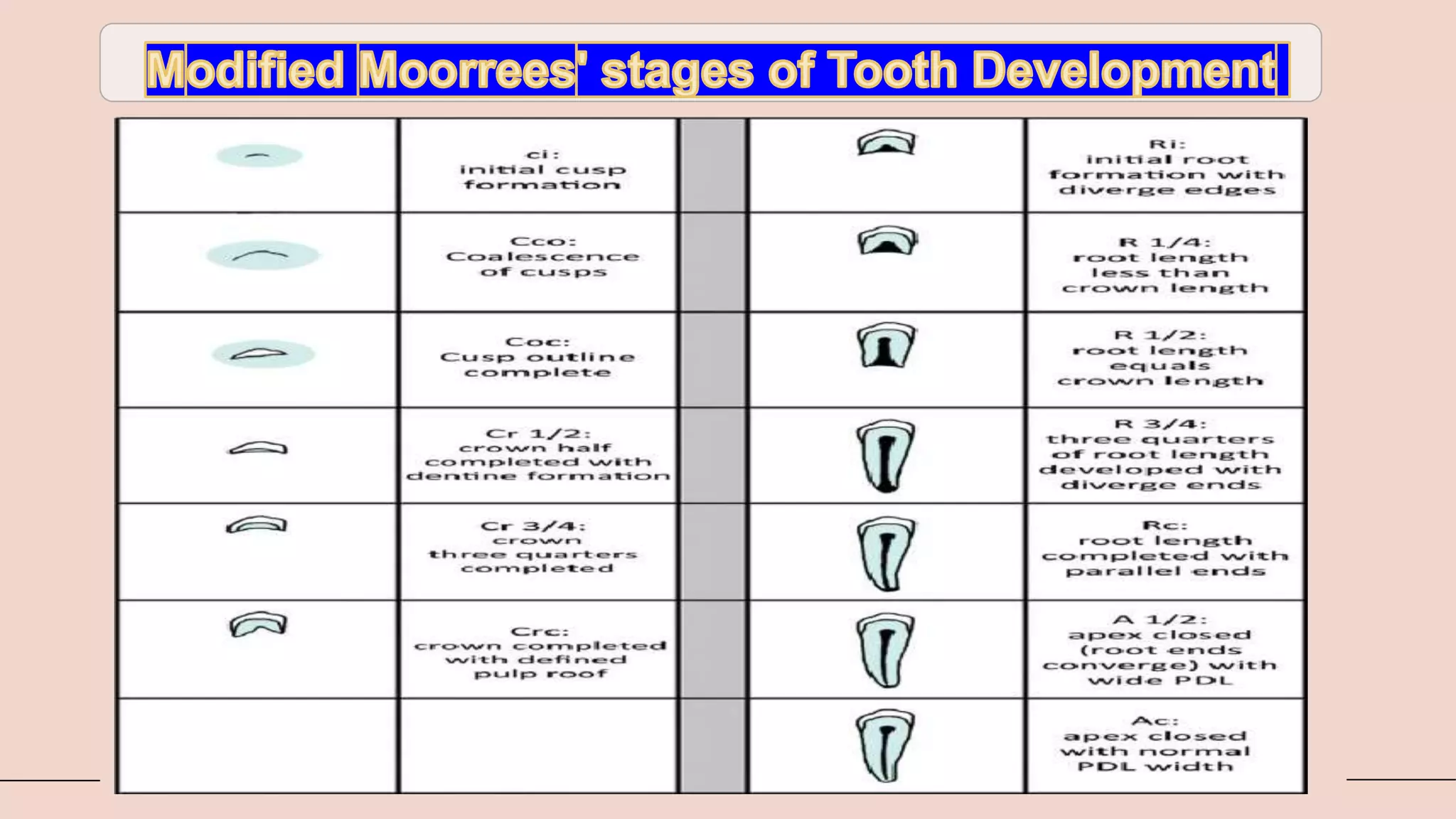 tooth development.pptx