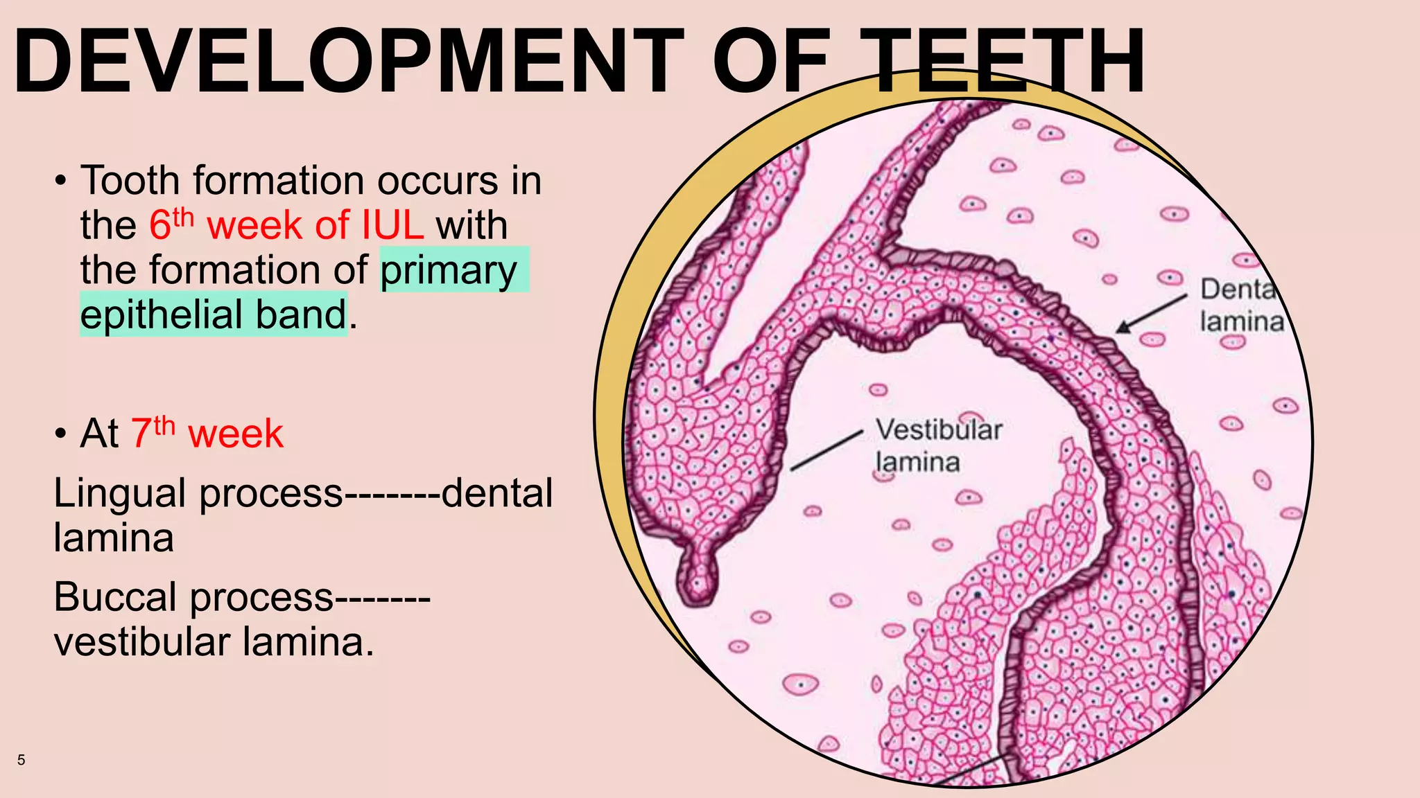 tooth development.pptx
